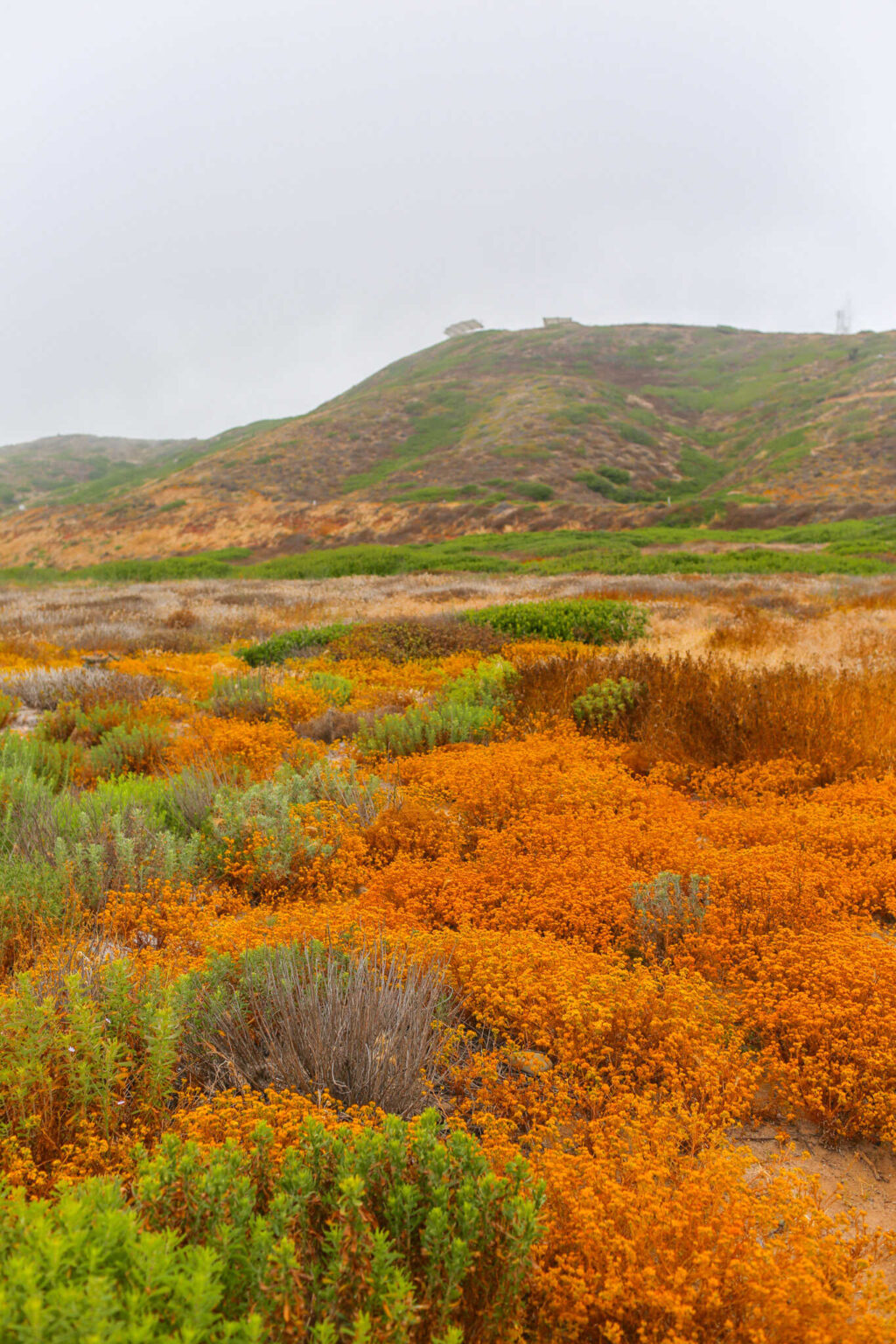 Point Loma Tide Pools - Travel Guide for First-Time Visitors - San ...