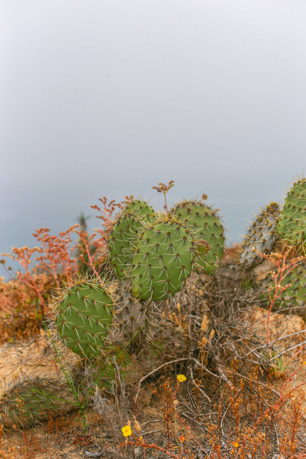 Point Loma Tide Pools - Travel Guide for First-Time Visitors - San ...