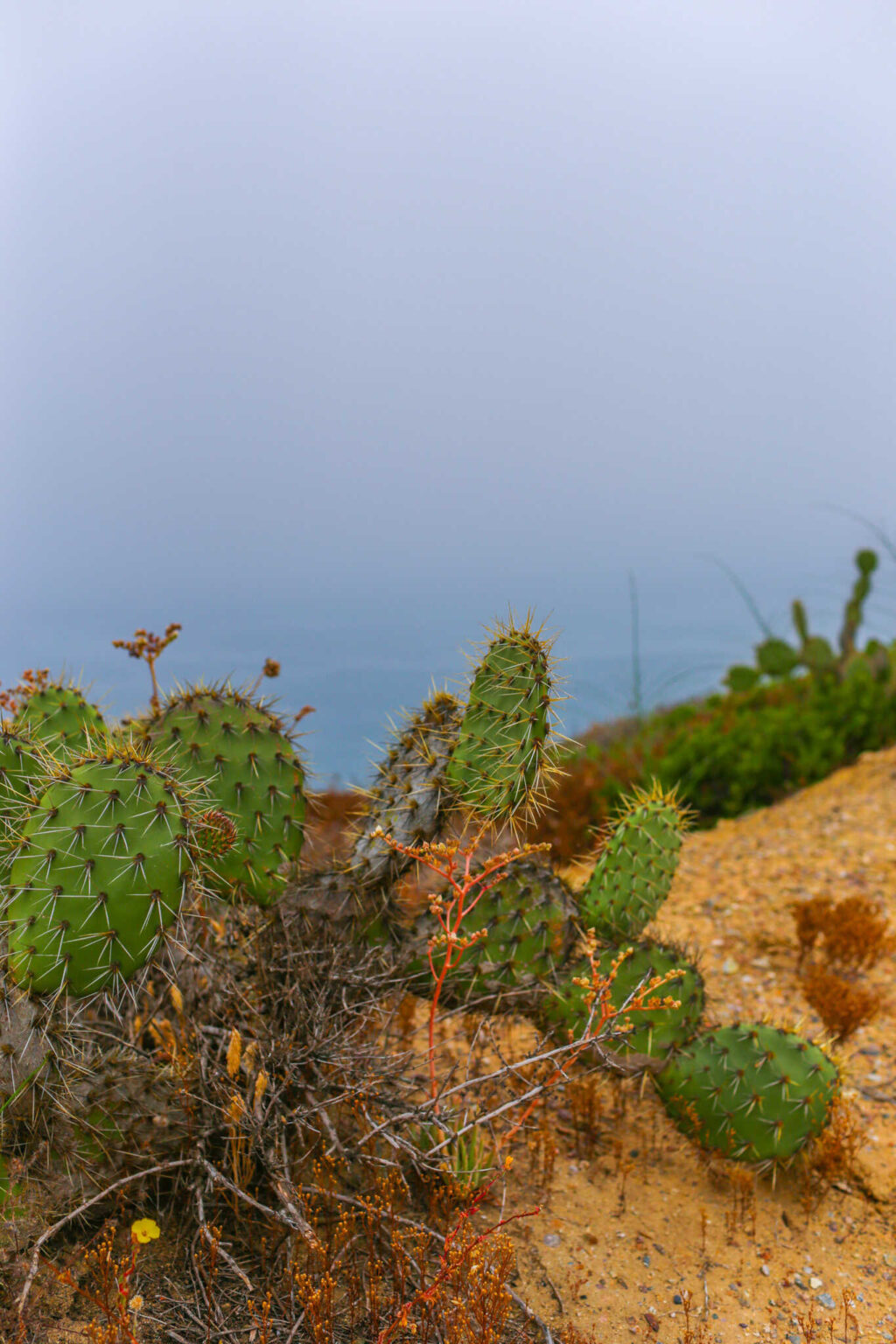Point Loma Tide Pools - Travel Guide for First-Time Visitors - San ...