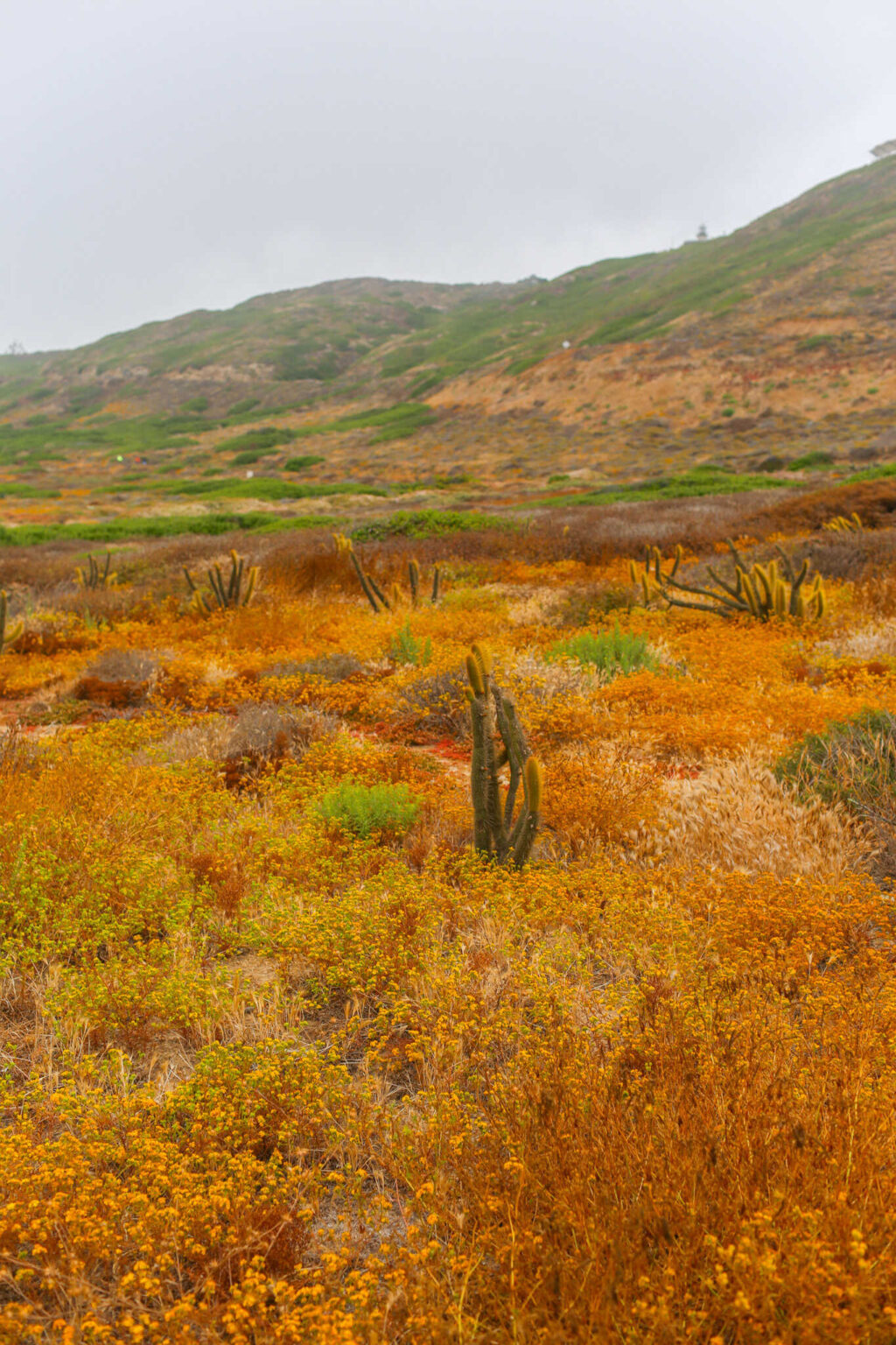 Point Loma Tide Pools - Travel Guide for First-Time Visitors - San ...