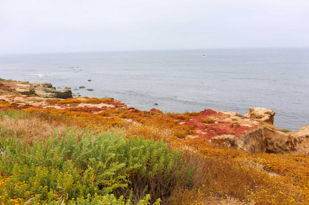 Point Loma Tide Pools - Travel Guide for First-Time Visitors - San ...