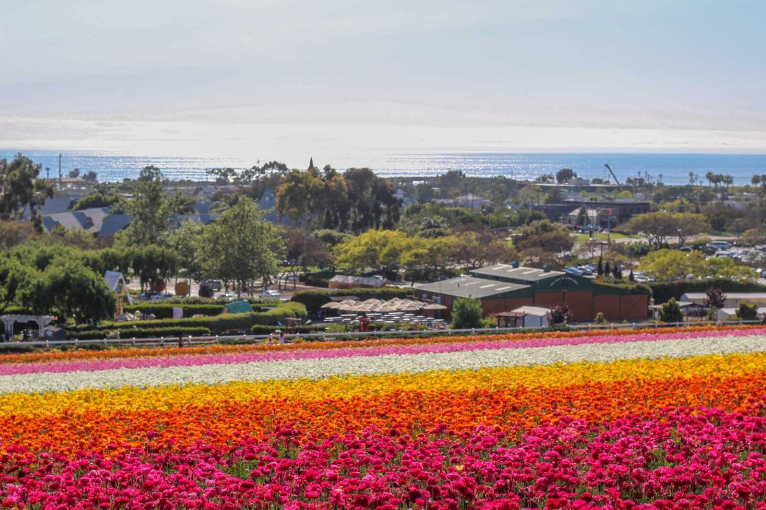 Guide to Visiting the Carlsbad Flower Fields - A San Diego Springtime ...