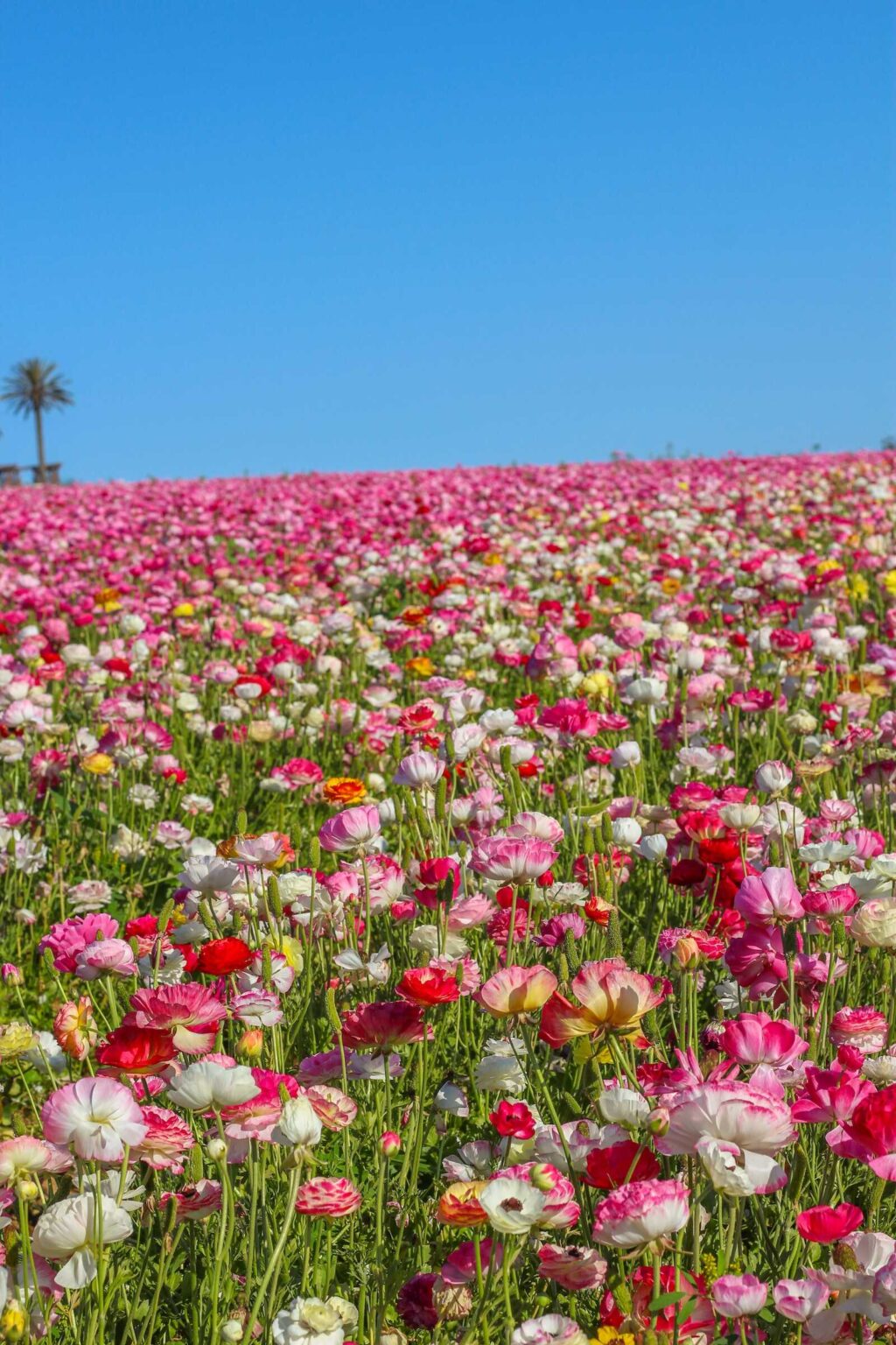 Guide to Visiting the Carlsbad Flower Fields - A San Diego Springtime ...