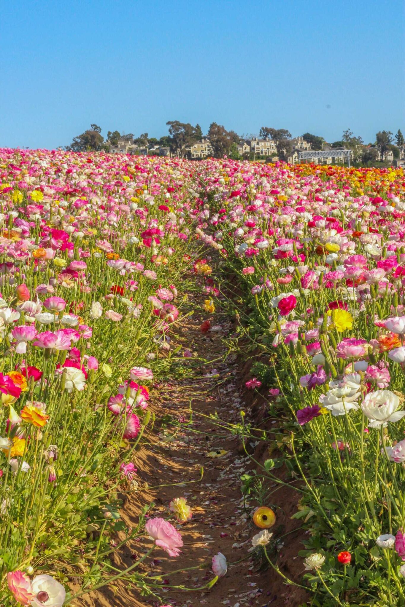Guide to Visiting the Carlsbad Flower Fields - A San Diego Springtime ...
