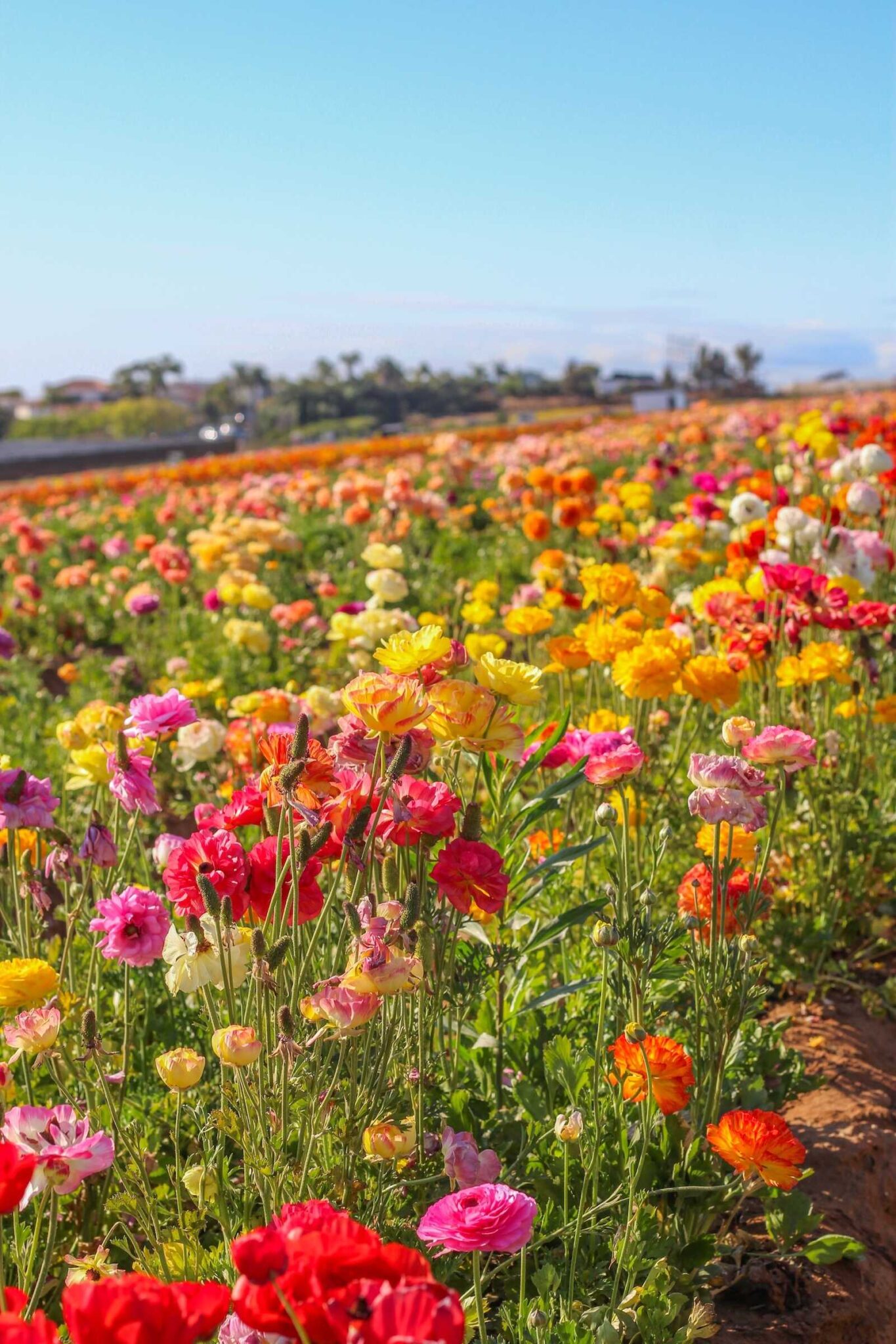 Guide to Visiting the Carlsbad Flower Fields - A San Diego Springtime ...