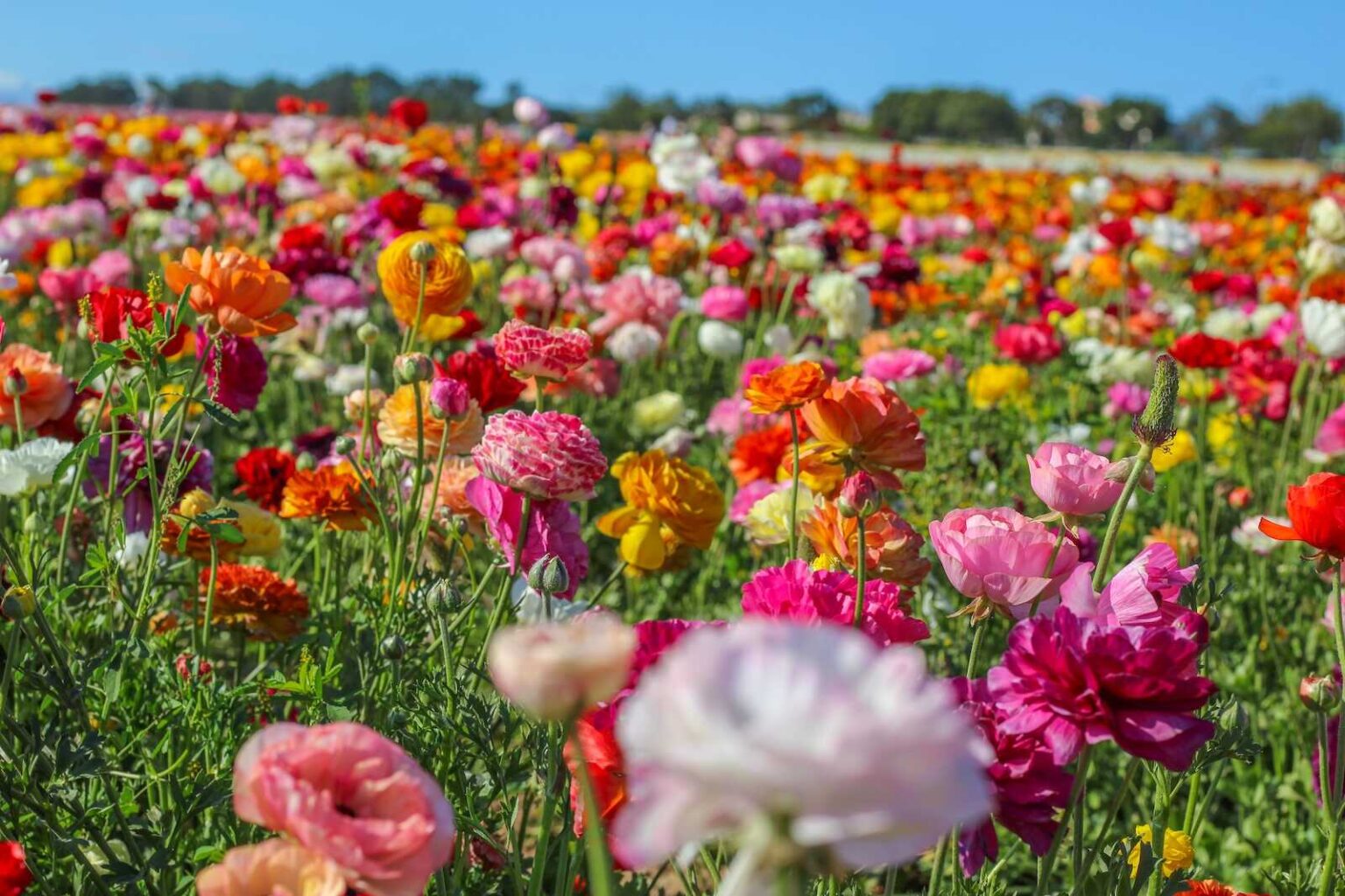 Guide to Visiting the Carlsbad Flower Fields - A San Diego Springtime ...