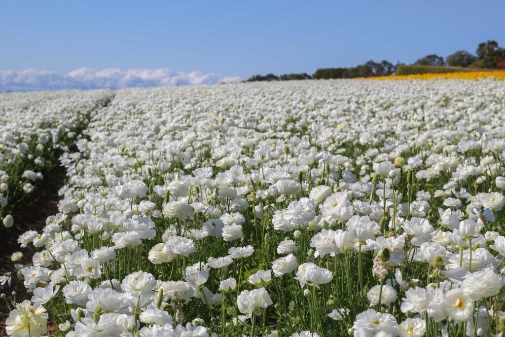 Guide to Visiting the Carlsbad Flower Fields - A San Diego Springtime ...