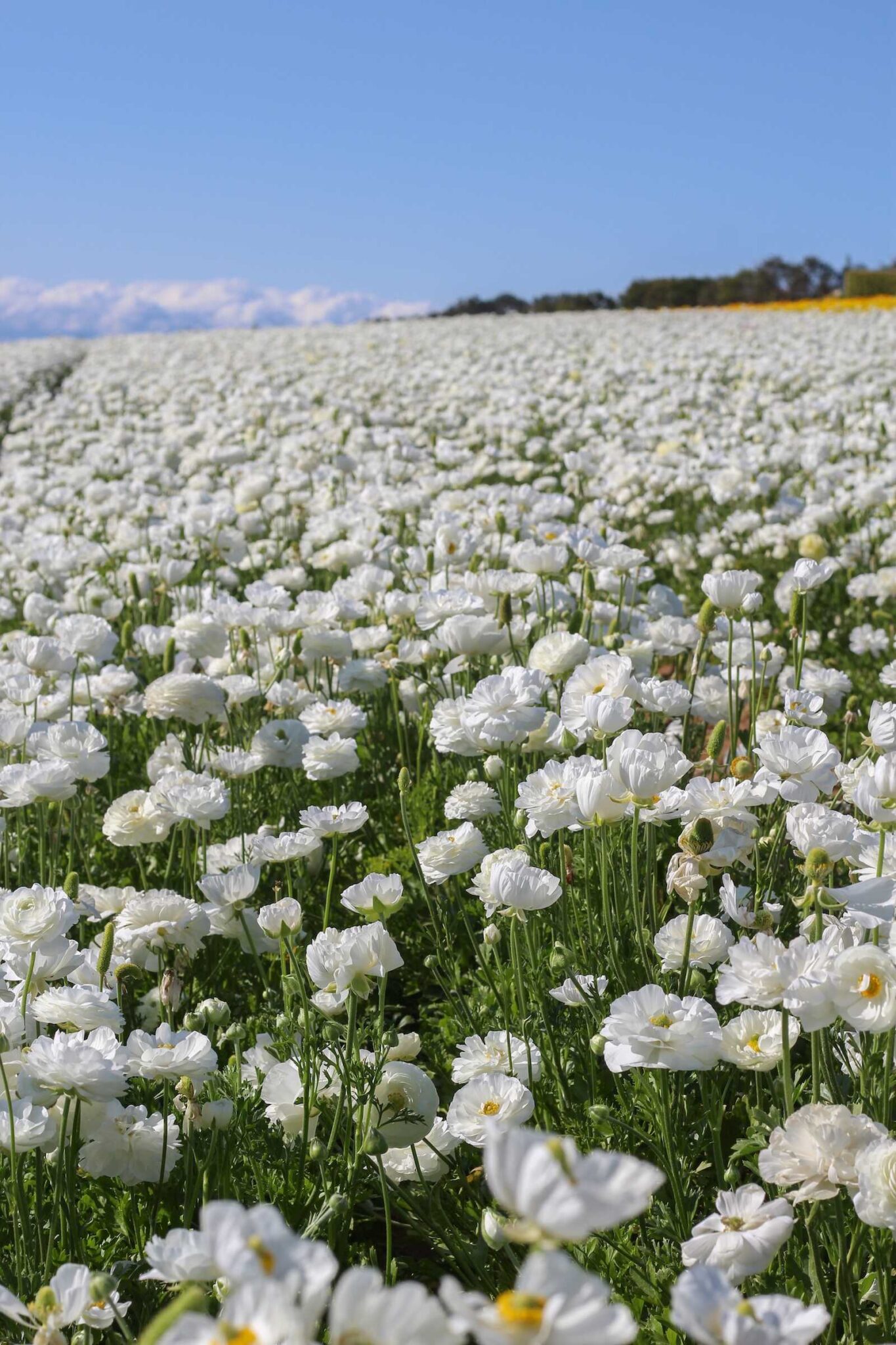 Guide to Visiting the Carlsbad Flower Fields - A San Diego Springtime ...