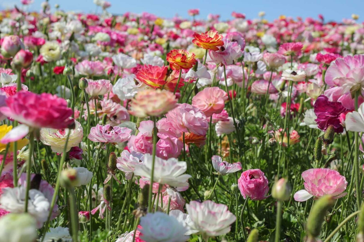 Guide to Visiting the Carlsbad Flower Fields - A San Diego Springtime ...