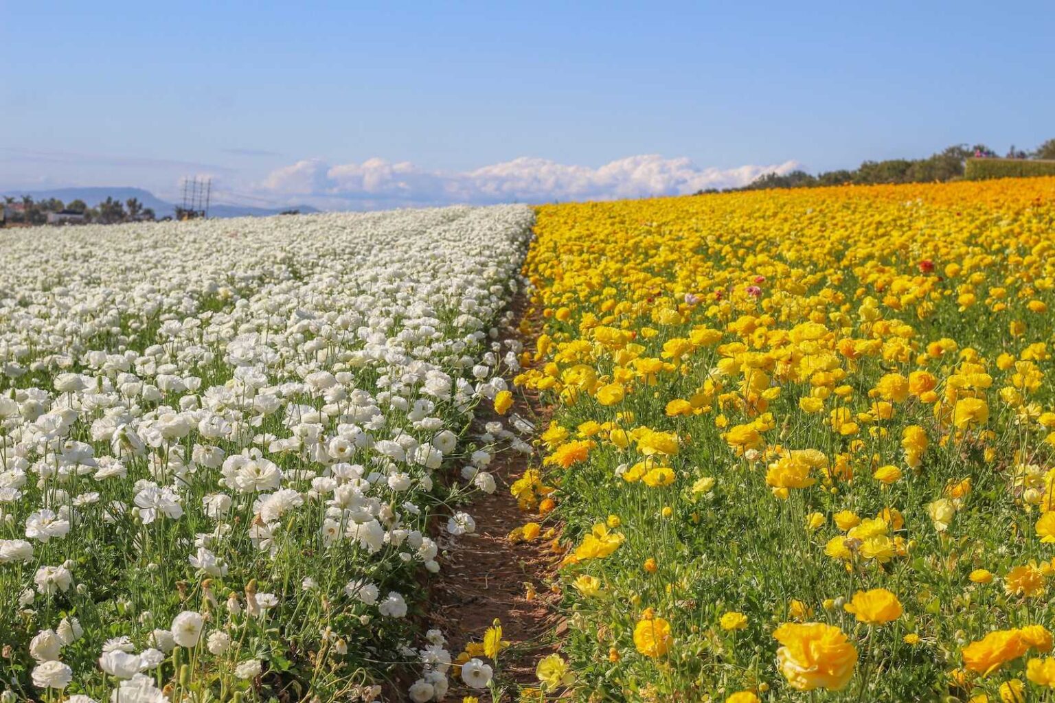 Guide to Visiting the Carlsbad Flower Fields - A San Diego Springtime ...