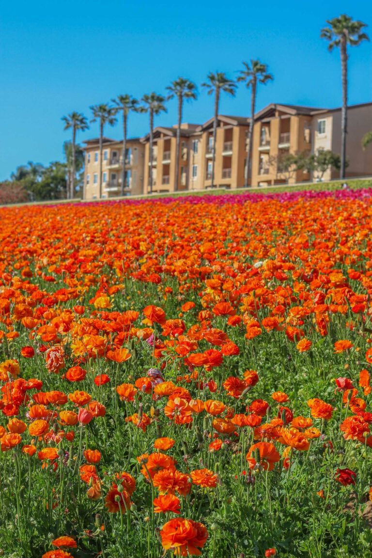 Guide to Visiting the Carlsbad Flower Fields - A San Diego Springtime ...