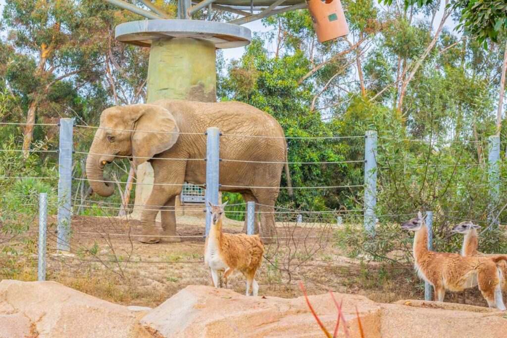 Guide to Visiting Safari Park in San Diego - Make the Most of Your Trip ... Guide to Visiting Safari Park in San Diego - Make the Most of Your Trip ...